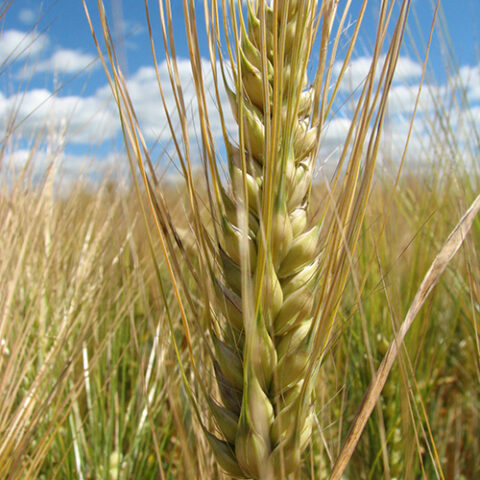 Legacy: Six-Row Malting Barley Seed